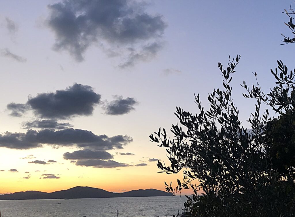 師走 | KOA 九州オリーブ普及協会